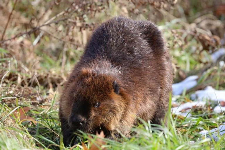 7 Examples Of Animals Like Chipmunks (Pictures)
