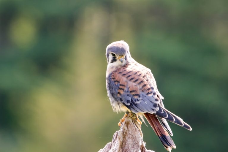 18 Facts About American Kestrels