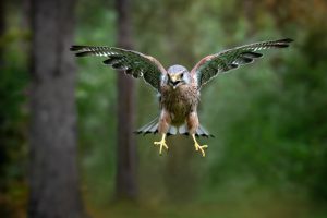 18 Facts About American Kestrels