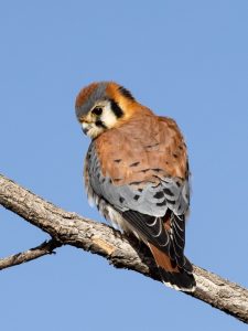 18 Facts About American Kestrels