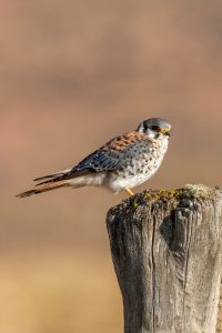 18 Facts About American Kestrels