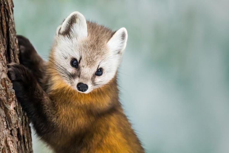 11 Types of Animals Like Badgers (With Photos)