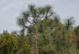 9 Types Of Pine Trees In Arizona (With Pictures)