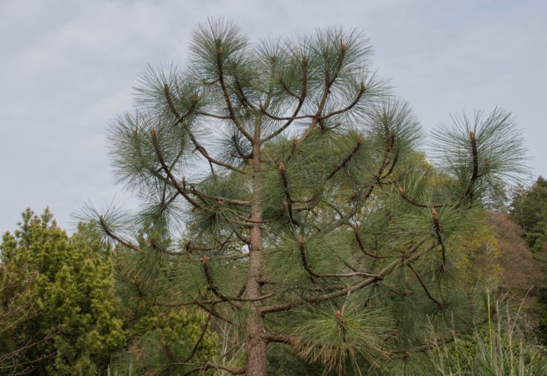 9 Types Of Pine Trees In Arizona (With Pictures)