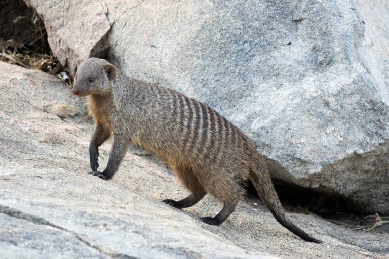 12 Amazing Animals Like Meerkats (With Pictures)