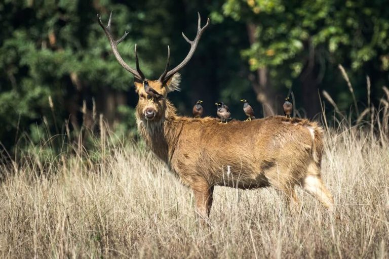 25 Types Of Animals Like Deer (With Pictures)