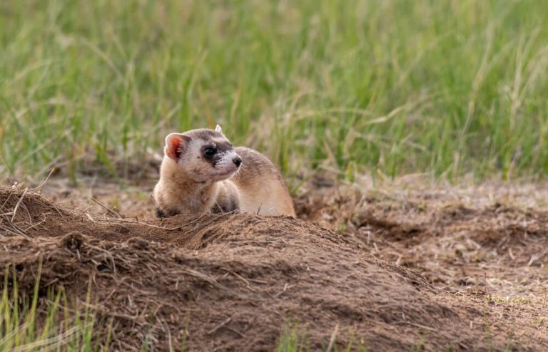 15 Animals Like Otters (With Pictures)