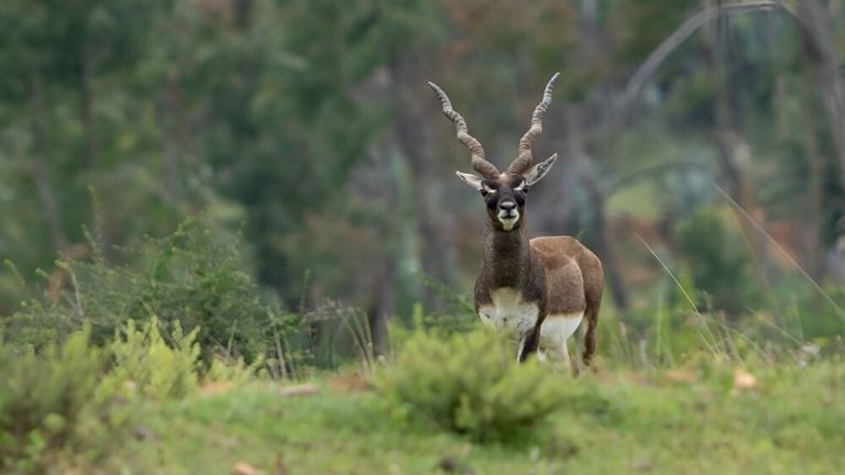 25 Types Of Animals Like Deer (With Pictures)