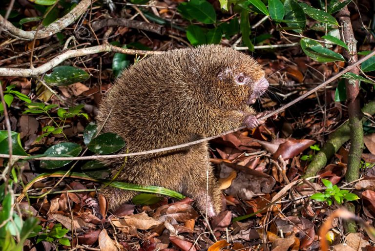 10 Unique Animals That Look Like Beavers (Pictures)