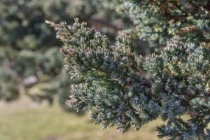 9 Types Of Pine Trees In Arizona (With Pictures)