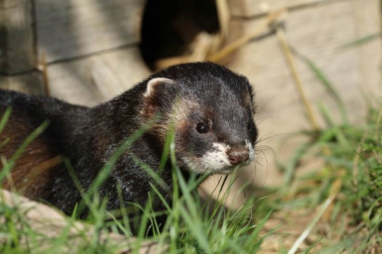 13 Animals Like Ferrets (With Pictures) - WildlifeBoss.com