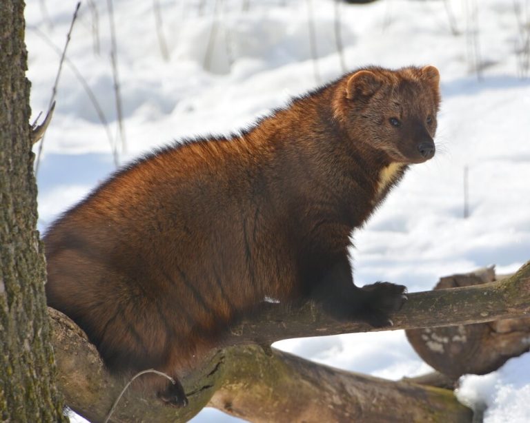 13 Animals Like Ferrets (With Pictures) - WildlifeBoss.com