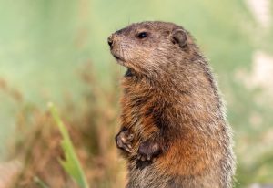 10 Unique Animals That Look Like Beavers (Pictures)