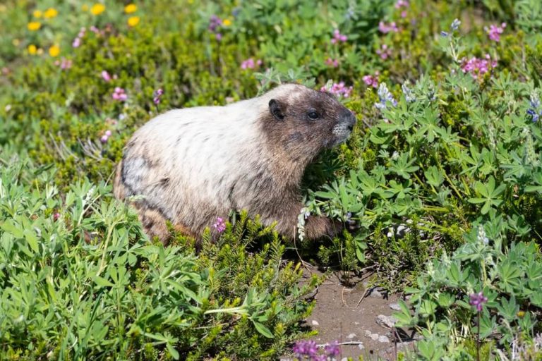 10 Unique Animals That Look Like Beavers (Pictures)