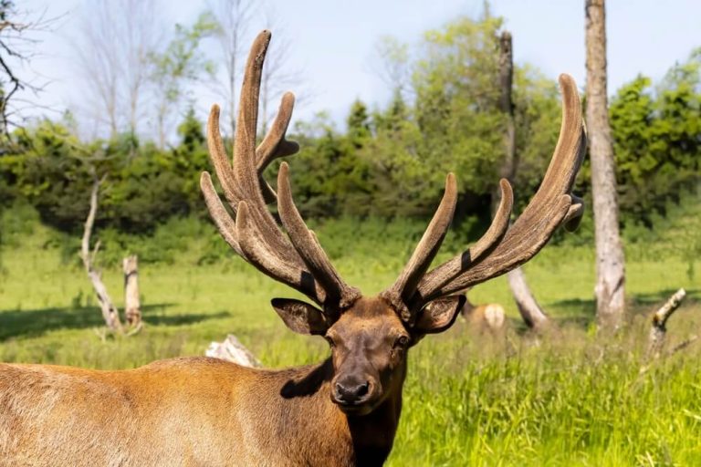 25 Types Of Animals Like Deer (With Pictures)