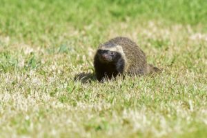 11 Types of Animals Like Badgers (With Photos)