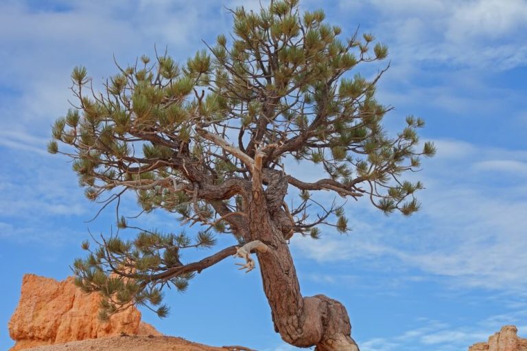 9 Types Of Pine Trees In Arizona (With Pictures)