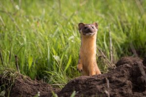 15 Animals Like Otters (With Pictures)