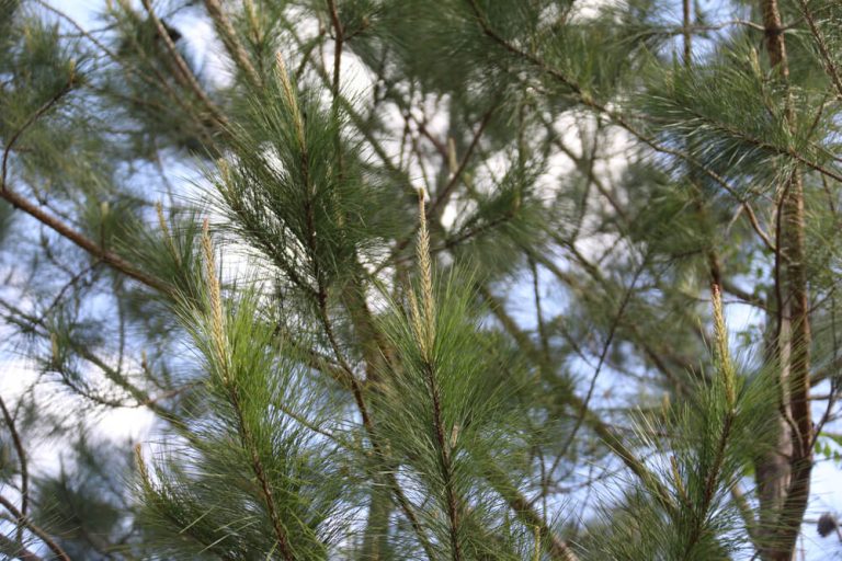 6 Types Of Pine Trees In Alabama (Pictures)