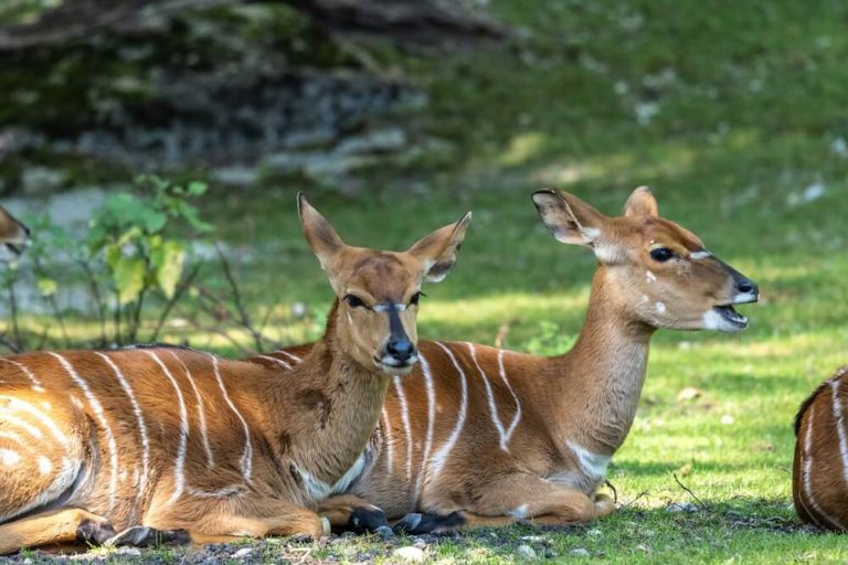 25 Types Of Animals Like Deer (With Pictures)