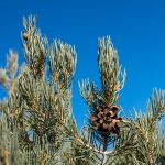 9 Types Of Pine Trees In Arizona (With Pictures)