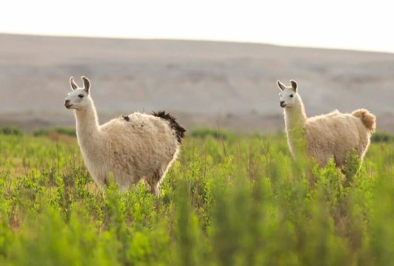 12 Animals Like Alpacas (With Pictures)