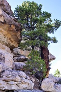 9 Types Of Pine Trees In Arizona (With Pictures)
