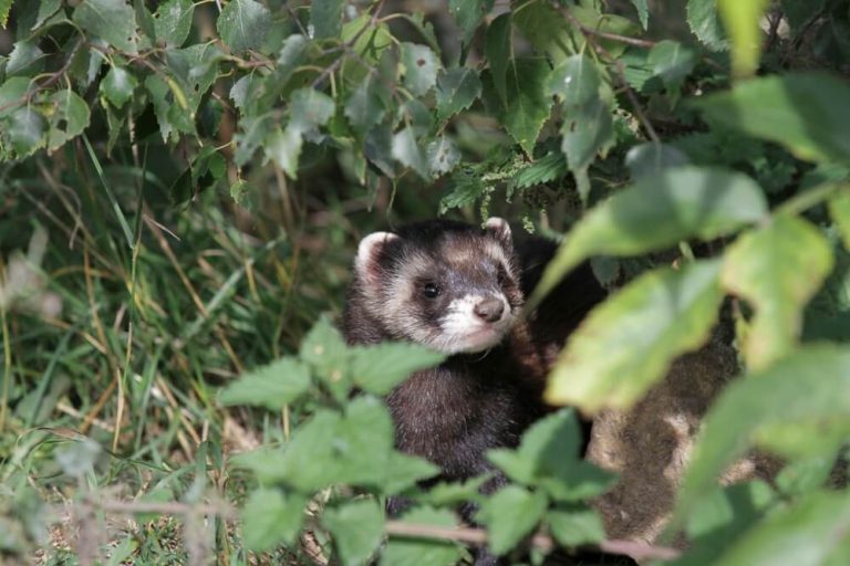 20 Animals Like Skunks (With Photos) - WildlifeBoss.com