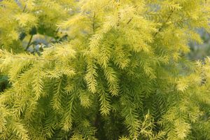 6 Types Of Pine Trees In Alabama (Pictures)