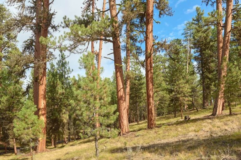 9 Types Of Pine Trees In Arizona (With Pictures)
