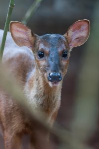 25 Types Of Animals Like Deer (With Pictures)