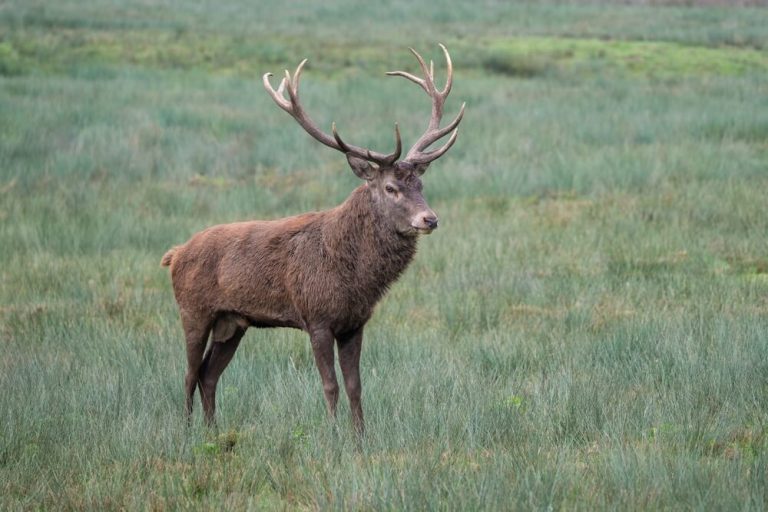25 Types Of Animals Like Deer (With Pictures)