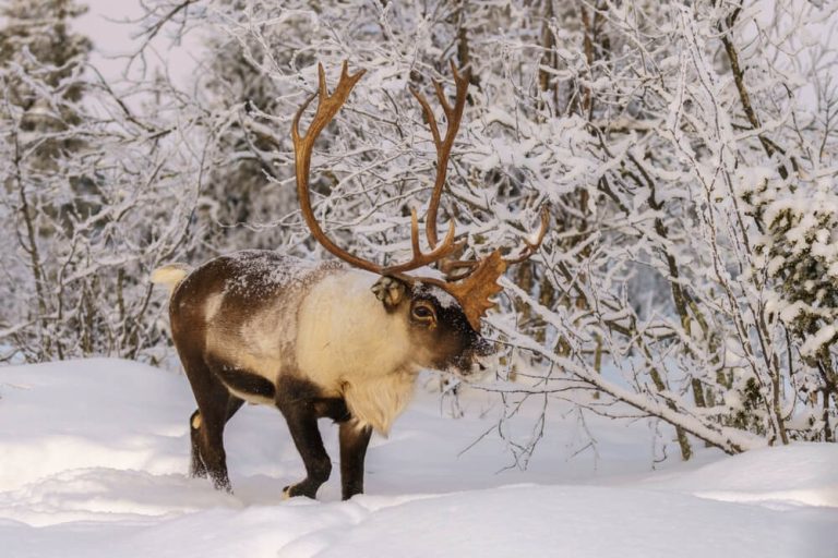 25 Types Of Animals Like Deer (With Pictures)