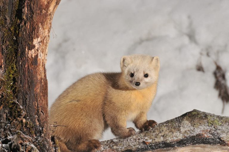 15 Animals Like Otters (With Pictures)