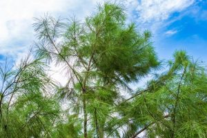 6 Types Of Pine Trees In Alabama (Pictures)