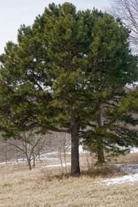 6 Types Of Pine Trees In Alabama (Pictures)