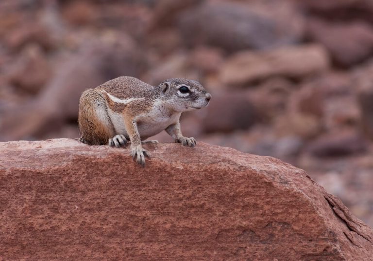 12 Amazing Animals Like Meerkats (With Pictures)