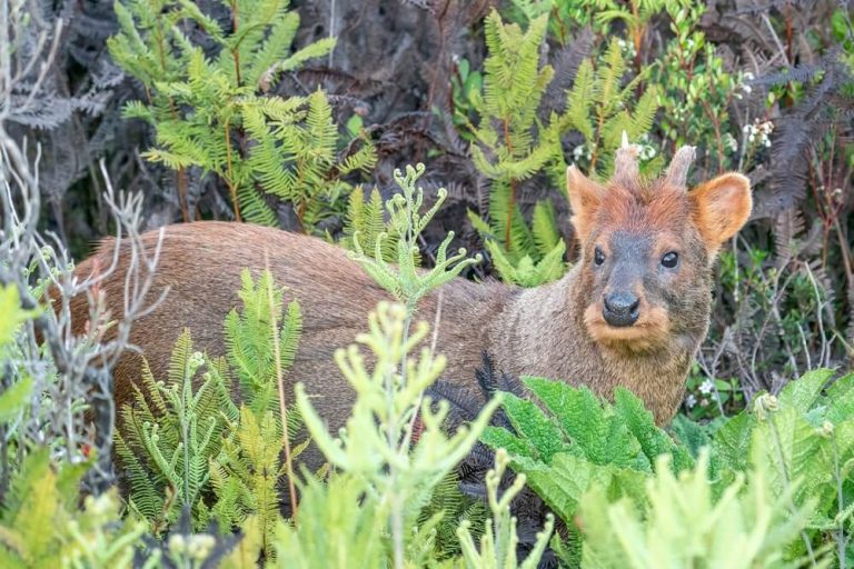 25 Types Of Animals Like Deer (With Pictures)