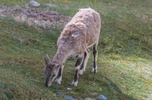 25 Types Of Animals Like Deer (With Pictures)