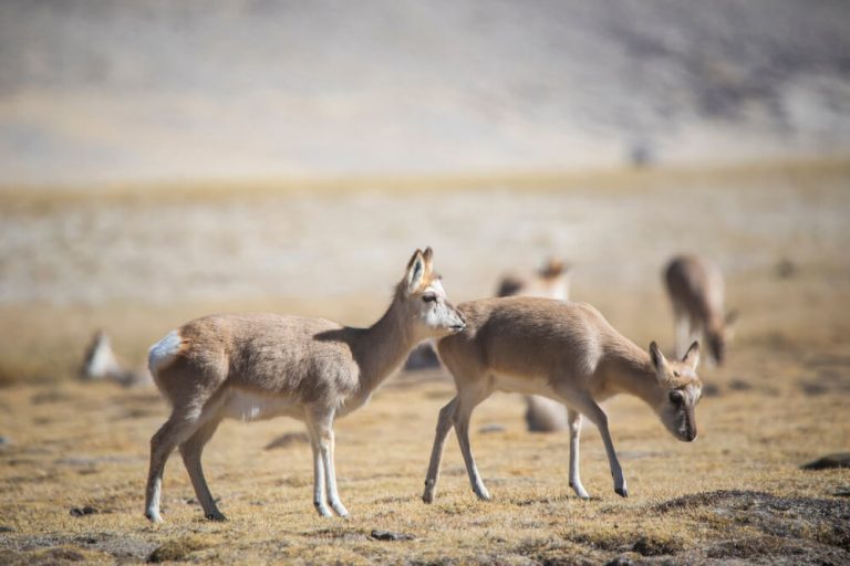 25 Types Of Animals Like Deer (With Pictures)