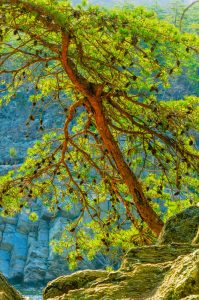 4 Different Types Of Pine Trees In Ohio (With Pictures)