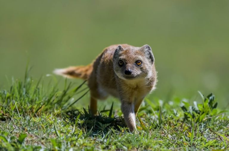 11 Types of Animals Like Badgers (With Photos)