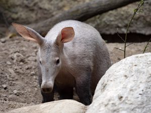 8 Animals That Look Like Anteaters (Photos)
