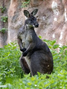 12 Types Of Animals Like Kangaroos (w/ Photos)