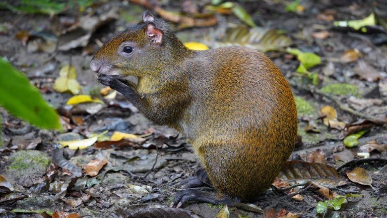 12 Animals Like Capybaras (Photos)
