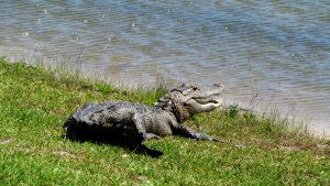 How High Can Alligators Jump? (Comparison)