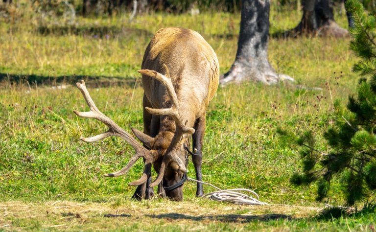11 Different Types of Elk (American & Asian)