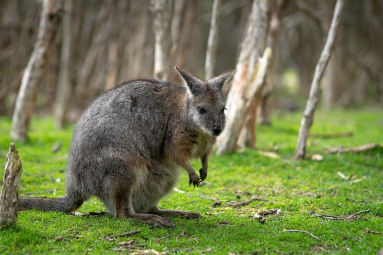 12 Types Of Animals Like Kangaroos (w/ Photos)