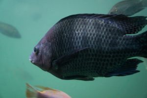 17 Fish Similar To Catfish (With Pictures)