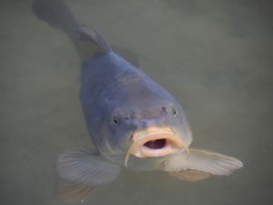 17 Fish Similar To Catfish (With Pictures)